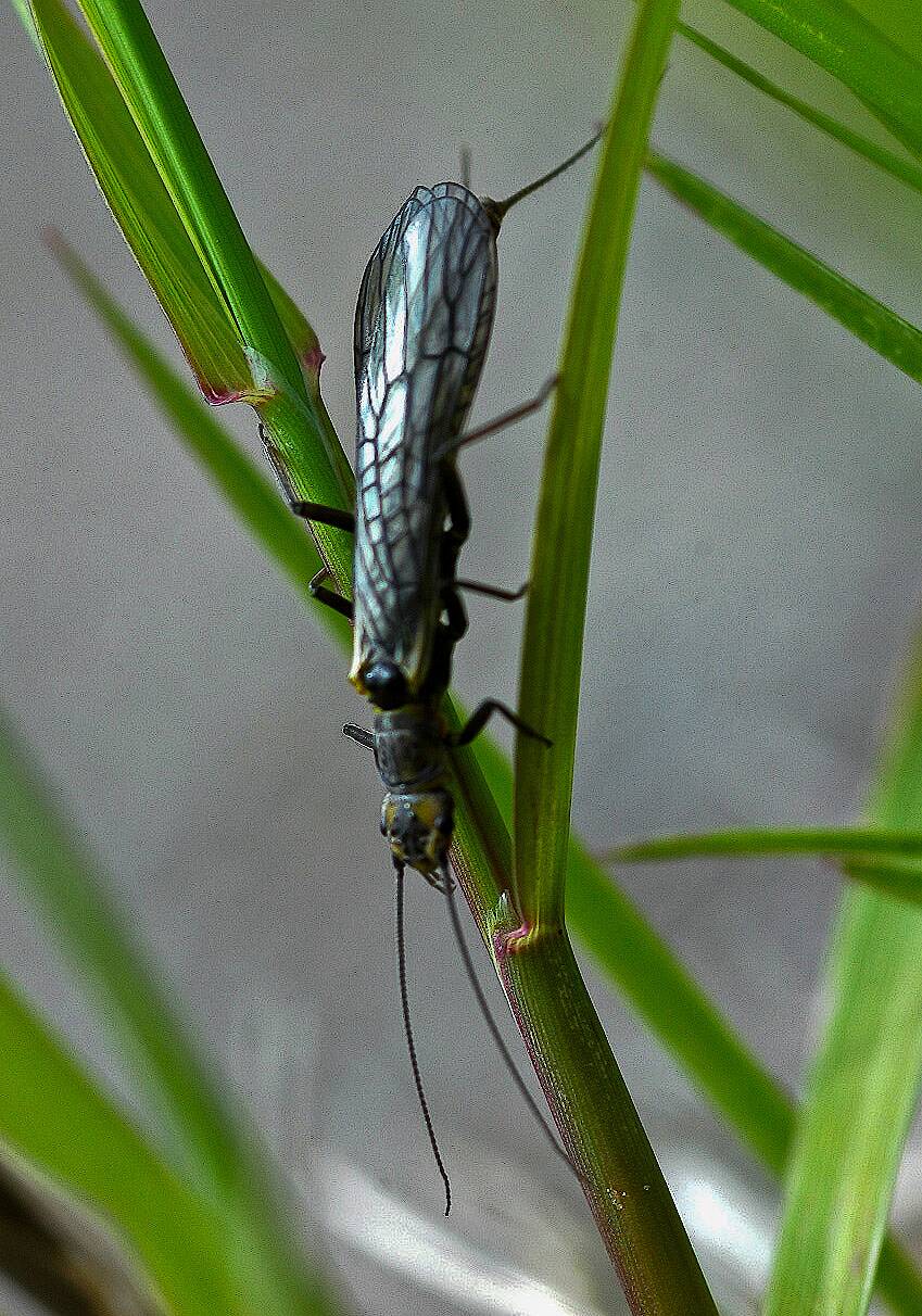 Stonefly Genus Paraperla (Sallflies)