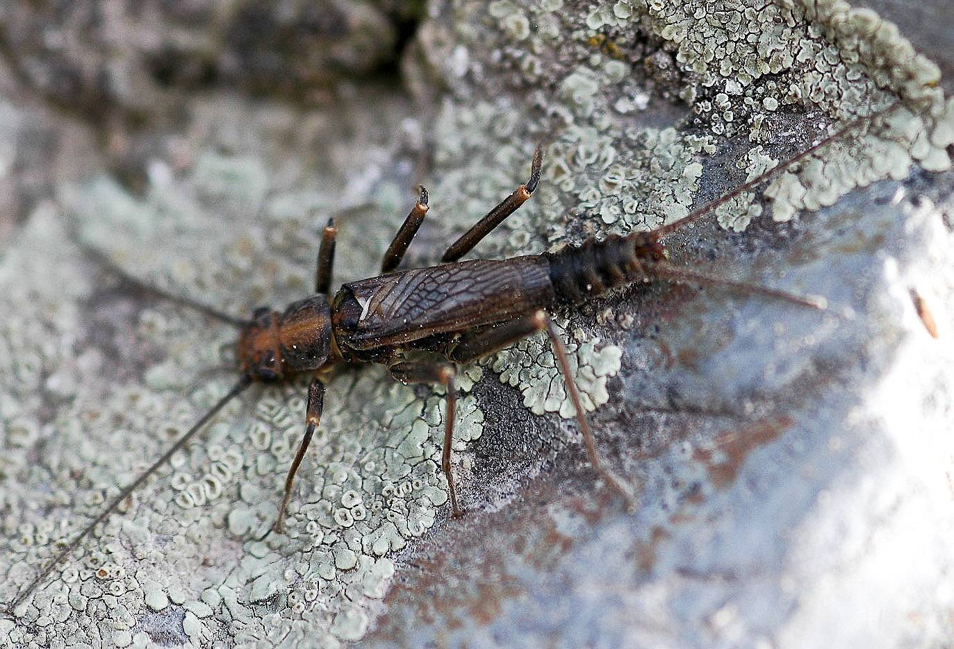 Stonefly Genus Skwala (Large Springflies)
