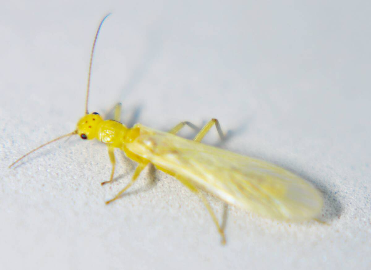 Sweltsa fidelis (Sallfly) Stonefly Adult Pictures