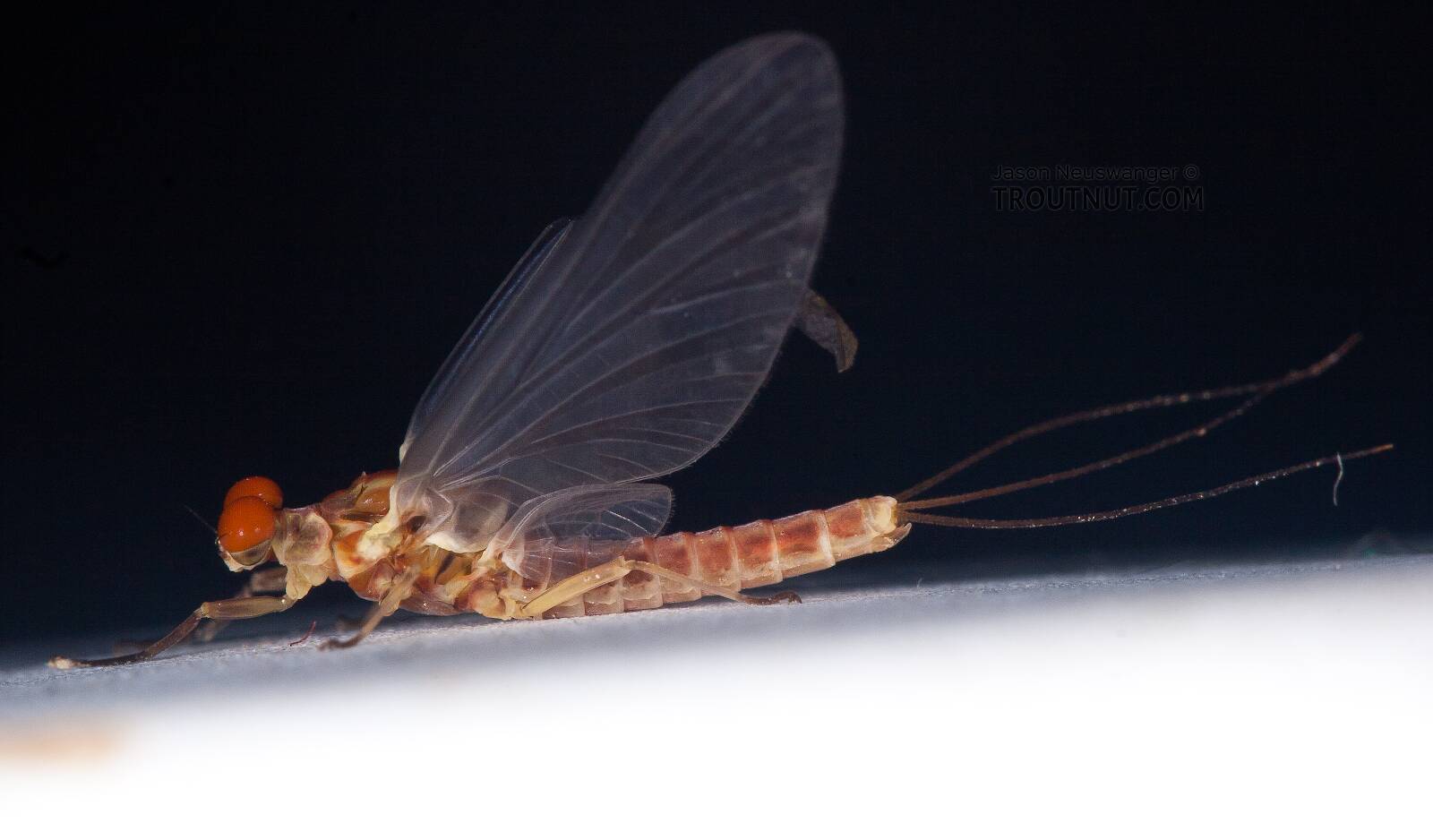 Mayfly Genus Ephemerella (Hendricksons, Sulphurs, PMDs)