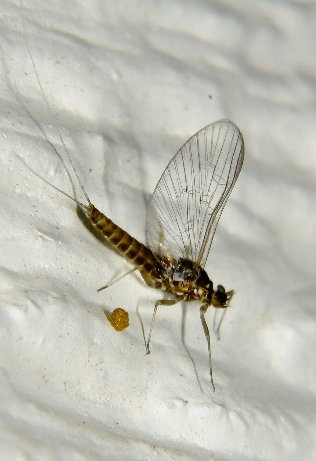 Female Baetis (Blue-Winged Olive) Mayfly Spinner Pictures