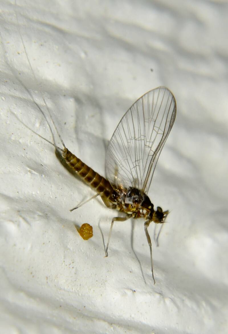 Female Baetis (Blue-Winged Olive) Mayfly Spinner Pictures