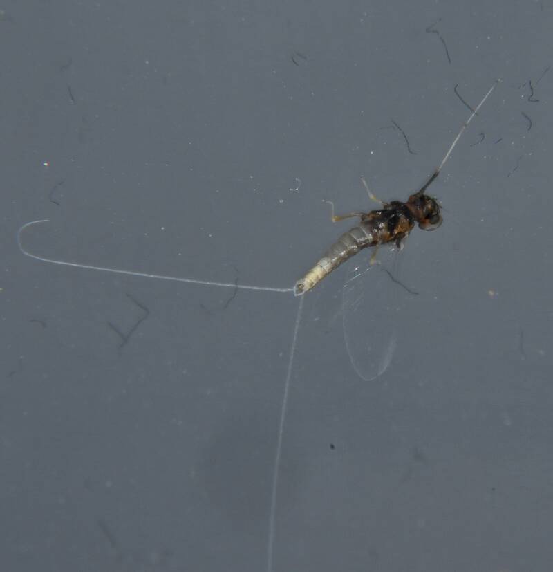 Male Baetis (Blue-Winged Olive) Mayfly Spinner Pictures