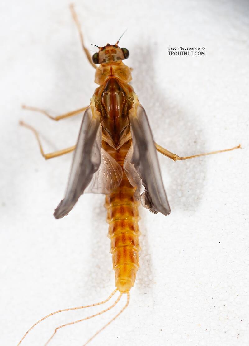 Female Ephemerella aurivillii Mayfly Dun Pictures