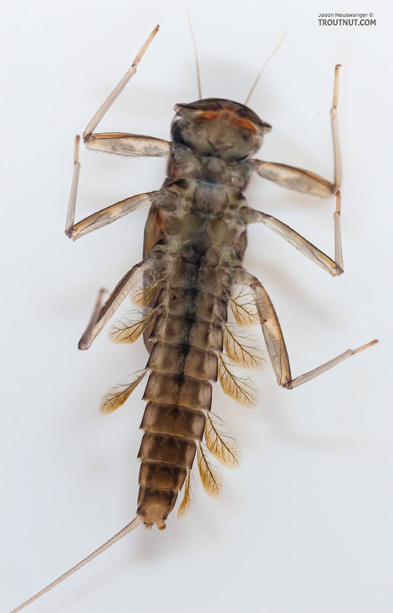 Cinygmula ramaleyi (Small Western Gordon Quill) Mayfly Nymph Pictures