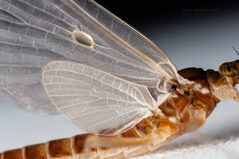 Female Cinygmula ramaleyi (Small Western Gordon Quill) Mayfly Dun Pictures