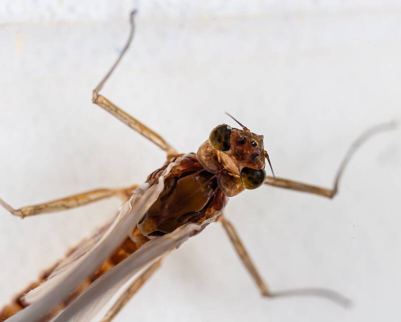 Female Cinygmula ramaleyi (Small Western Gordon Quill) Mayfly Dun Pictures