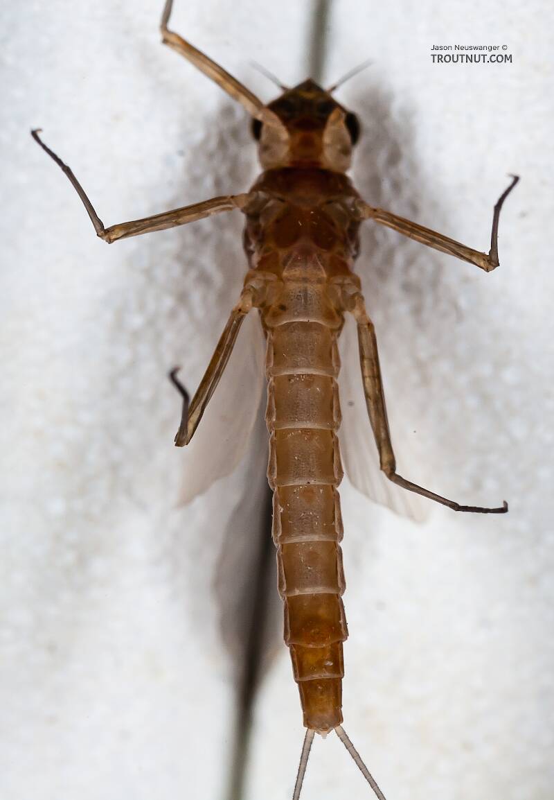 Female Cinygmula ramaleyi (Small Western Gordon Quill) Mayfly Dun Pictures