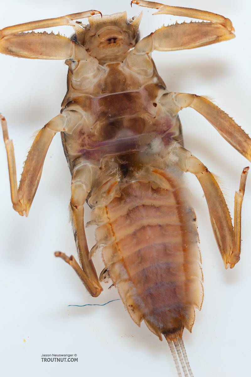 Drunella doddsii (Western Green Drake) Mayfly Nymph Pictures