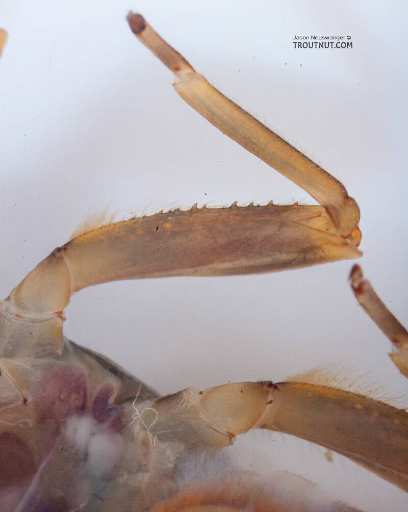 Drunella doddsii (Western Green Drake) Mayfly Nymph Pictures