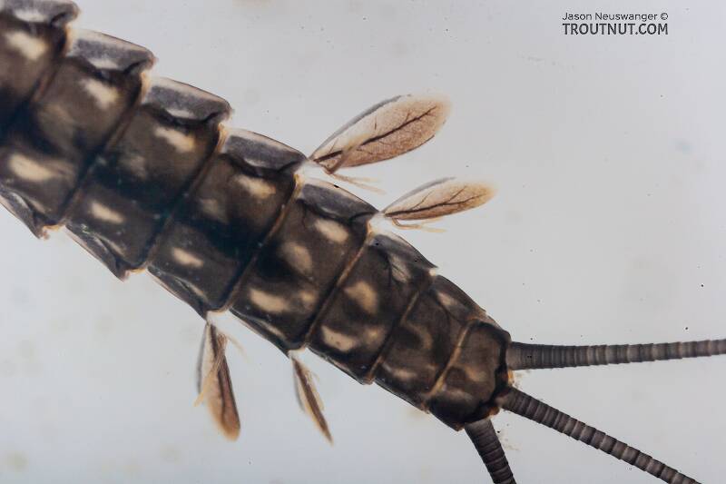 Heptagenia pulla (Golden Dun) Mayfly Nymph Pictures