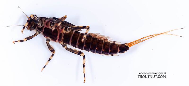 Ephemerella aurivillii Mayfly Nymph Pictures