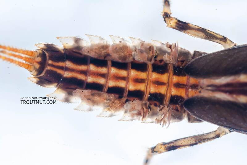 Ephemerella aurivillii Mayfly Nymph Pictures