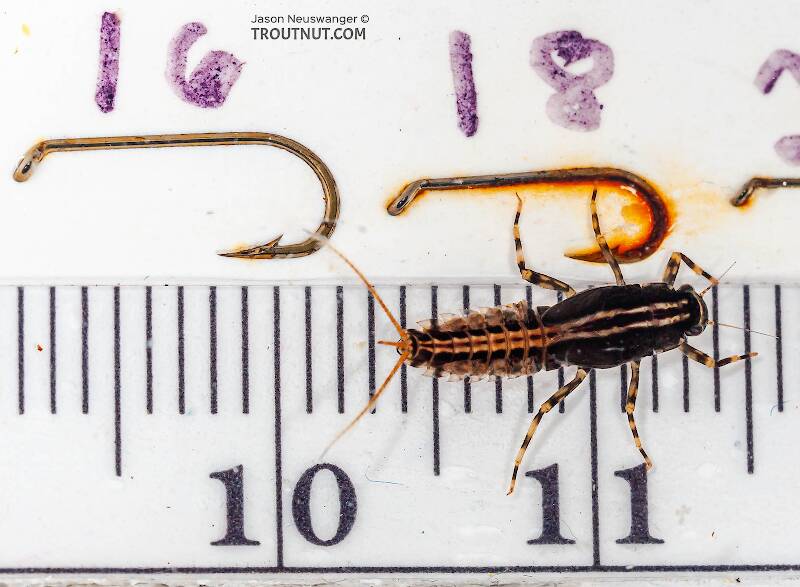 Ephemerella aurivillii Mayfly Nymph Pictures