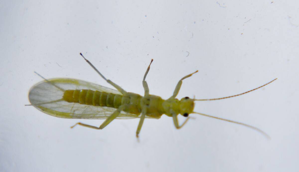 Stonefly Species Sweltsa fidelis (Sallflies)