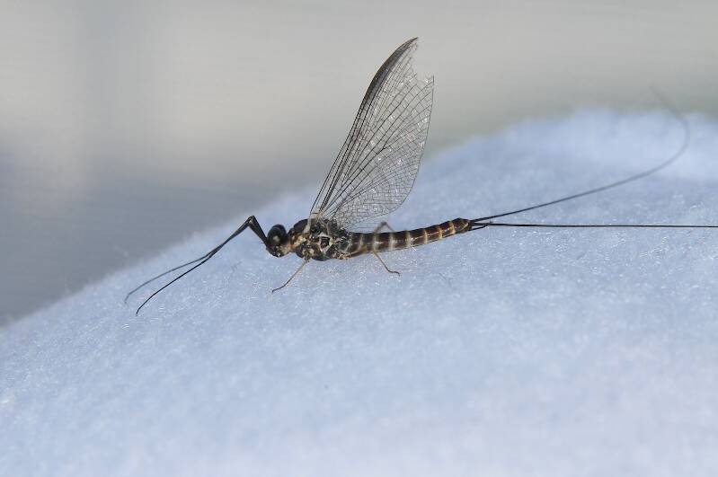 Male Rhithrogena robusta Mayfly Spinner Pictures