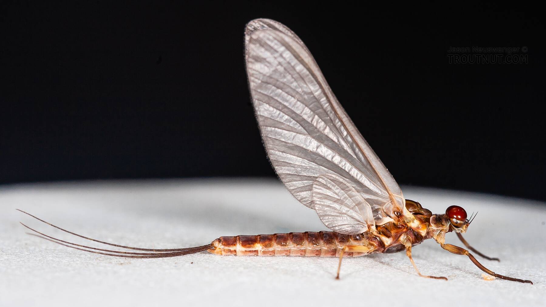Mayfly Genus Ephemerella (Hendricksons, Sulphurs, PMDs)