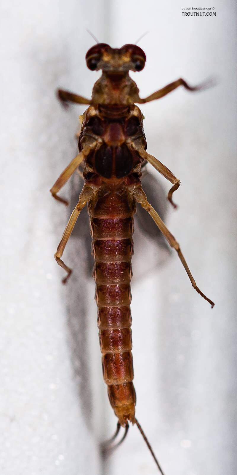 Male Ephemerella aurivillii Mayfly Dun Pictures