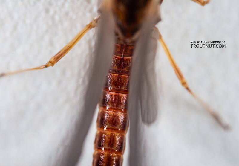 Male Ephemerella aurivillii Mayfly Dun Pictures
