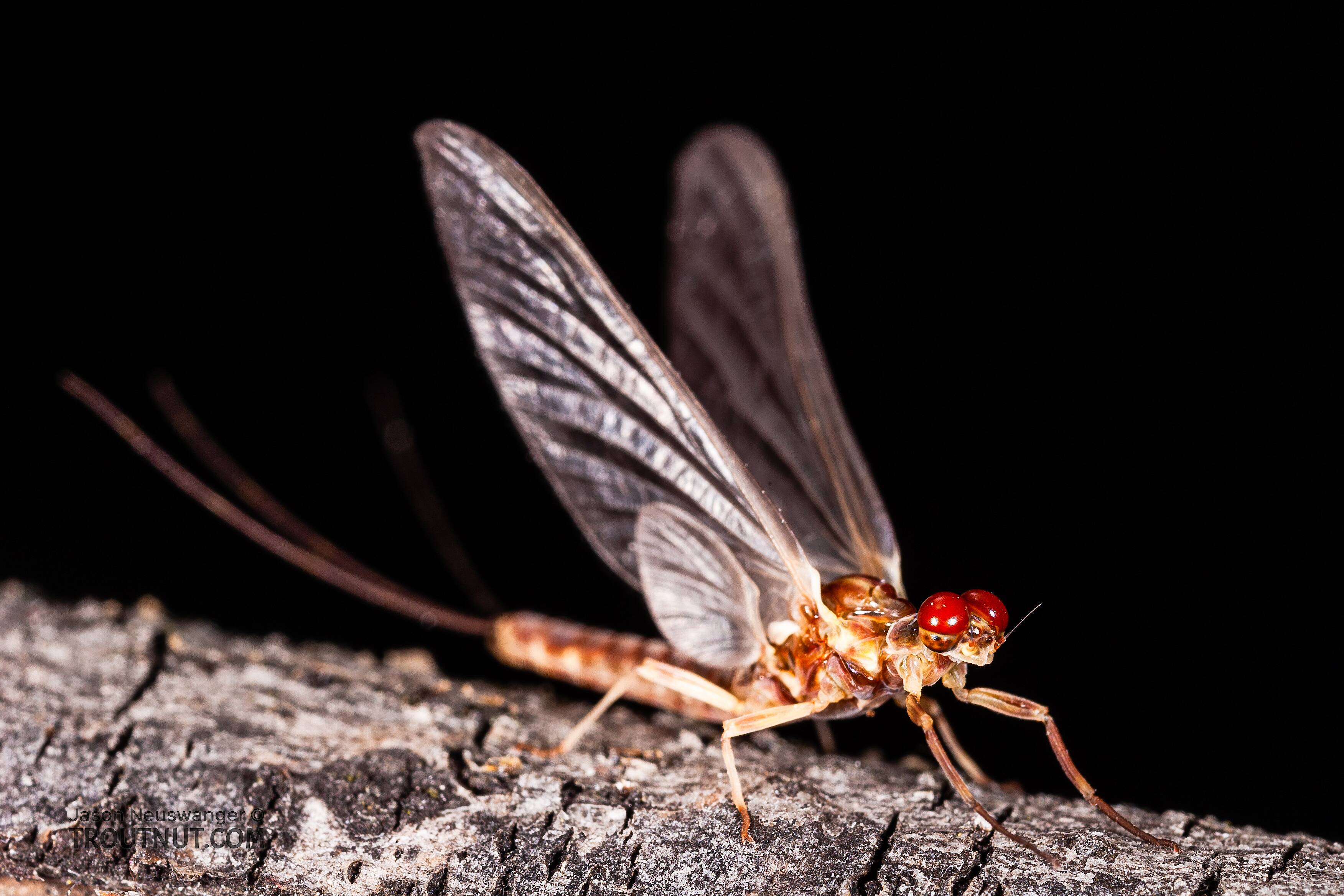 Mayfly Encyclopedia: 4900+ photos, life cycles, & fly fishing hatches