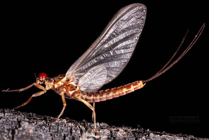 Male Ephemerella aurivillii Mayfly Dun Pictures