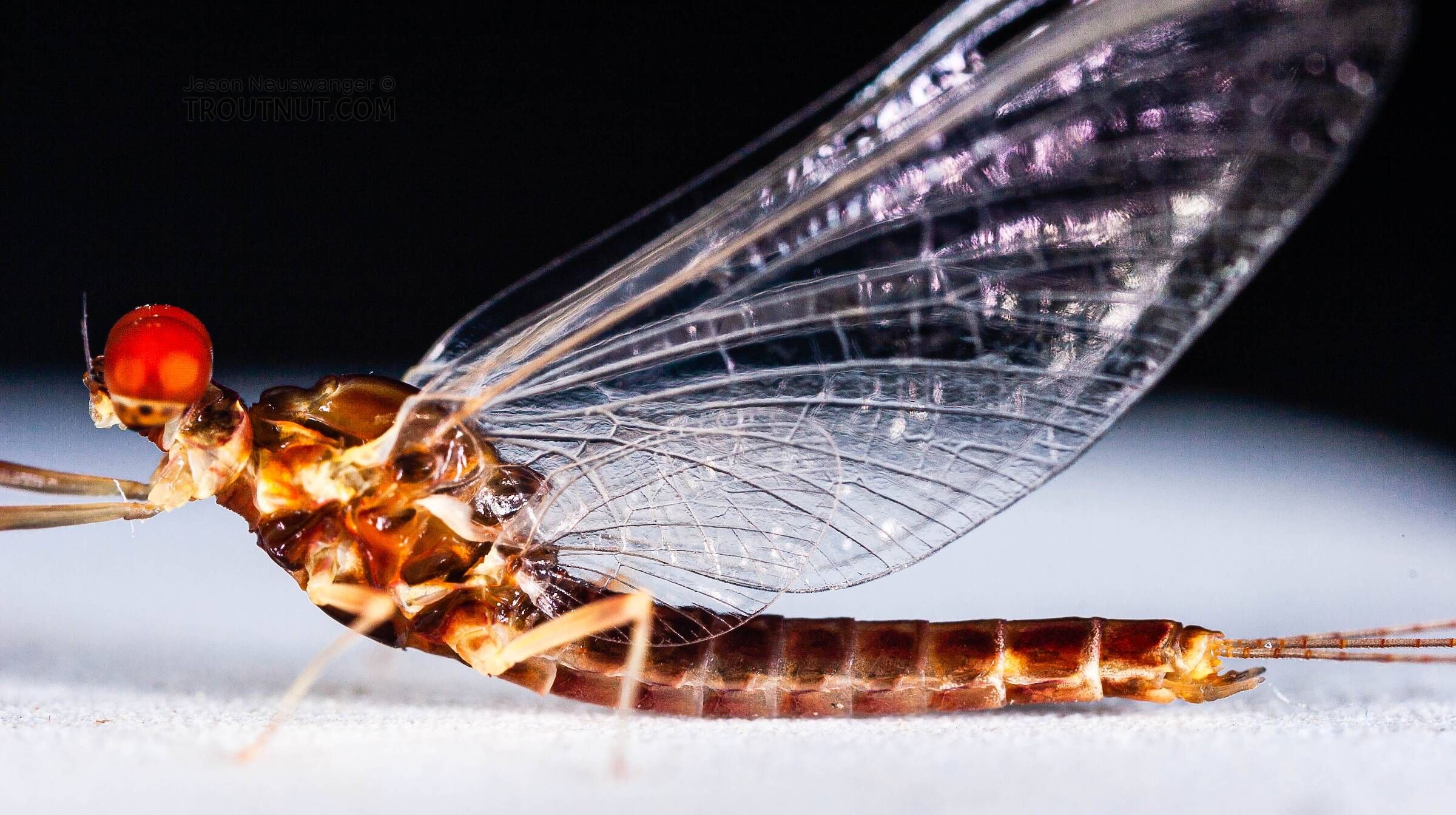Male Ephemerella aurivillii Mayfly Spinner Pictures
