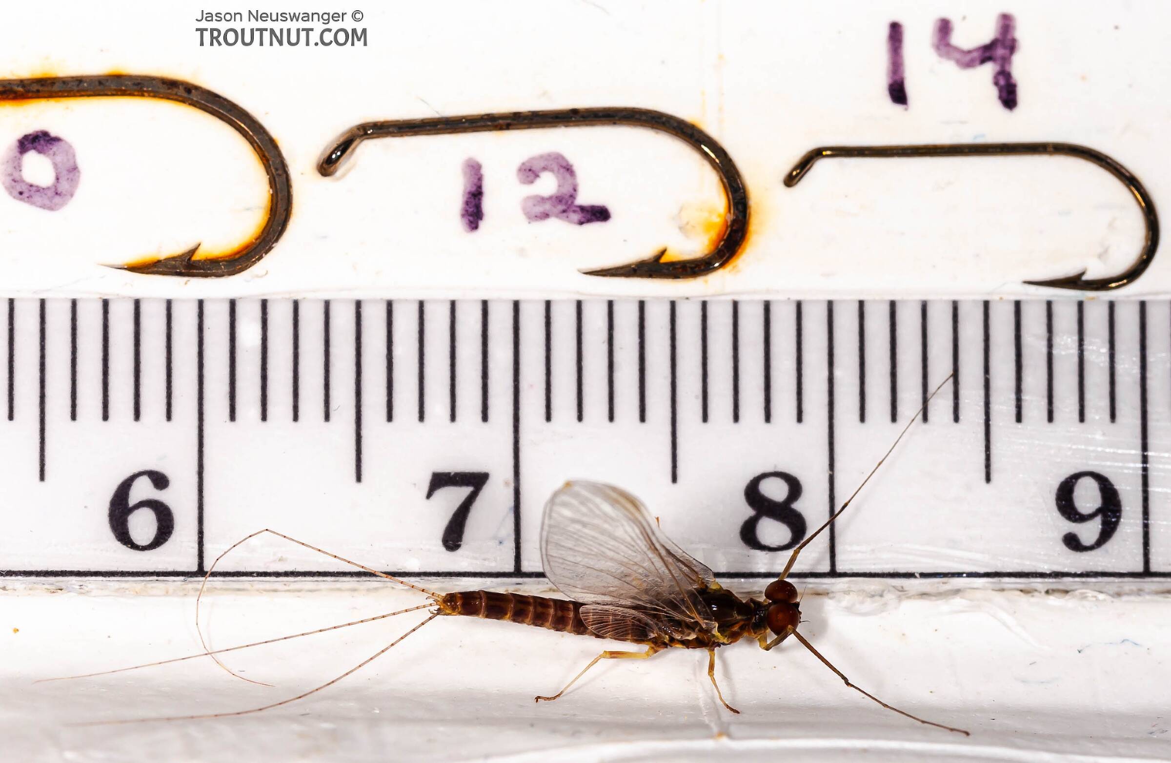 Male Ephemerella aurivillii Mayfly Spinner Pictures