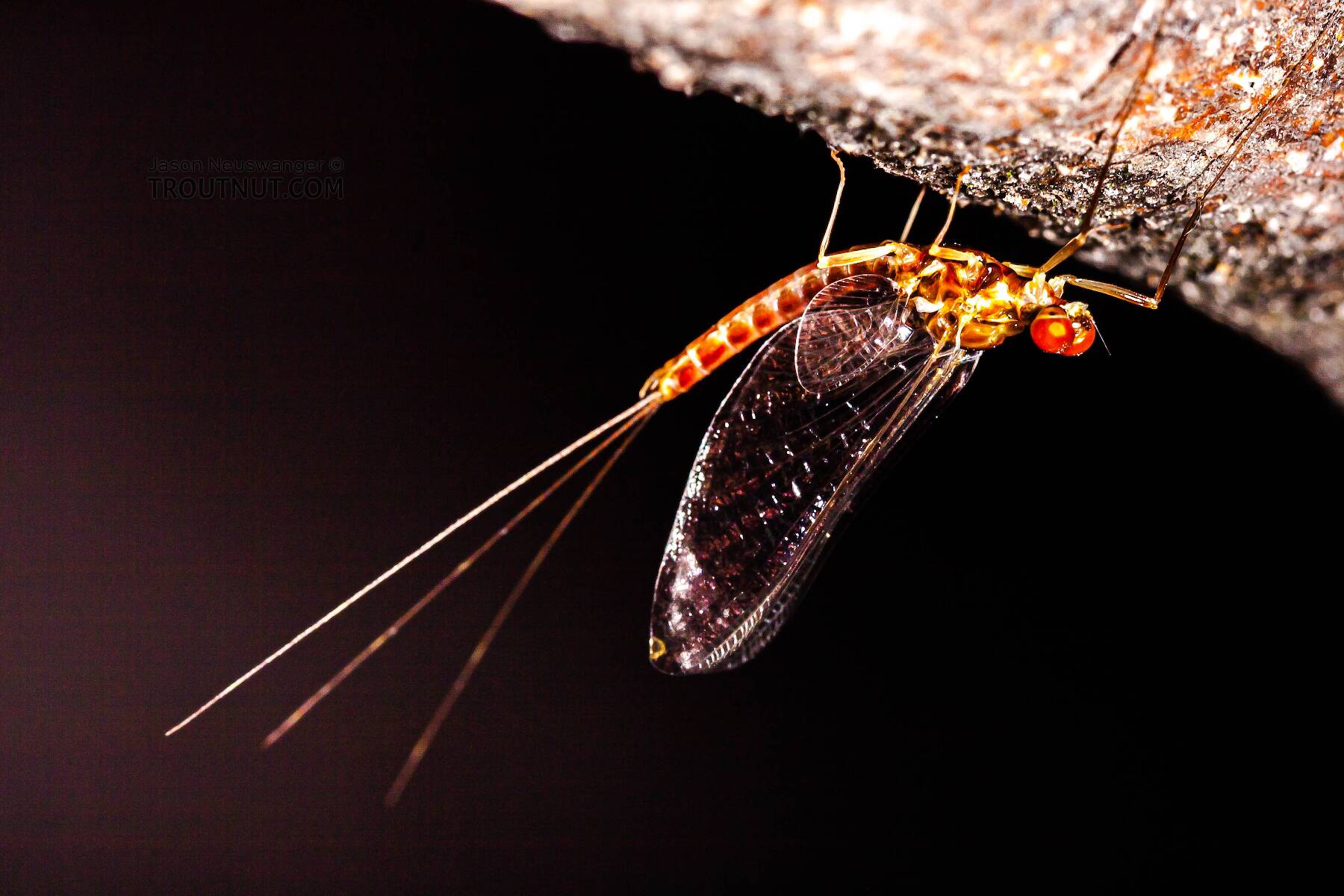 Male Ephemerella aurivillii Mayfly Spinner Pictures