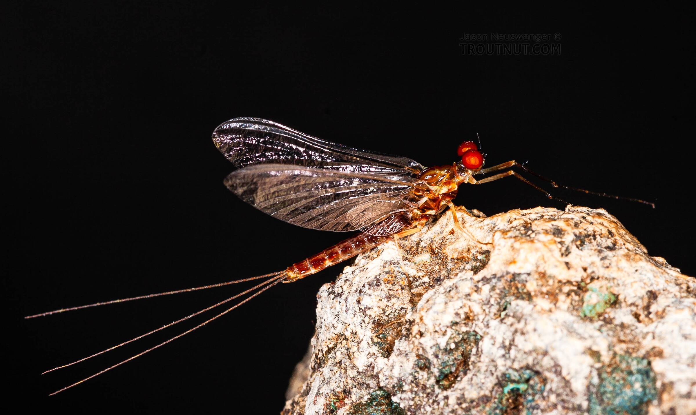 Male Ephemerella aurivillii Mayfly Spinner Pictures