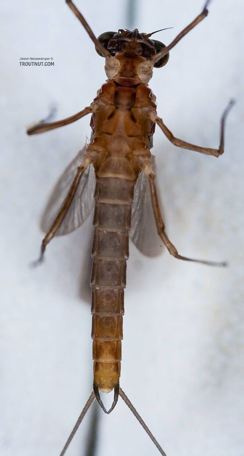 Male Cinygmula ramaleyi (Small Western Gordon Quill) Mayfly Dun Pictures