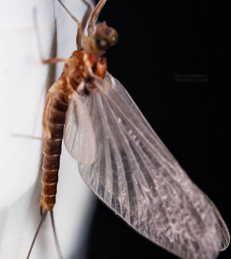 Male Cinygmula ramaleyi (Small Western Gordon Quill) Mayfly Dun Pictures