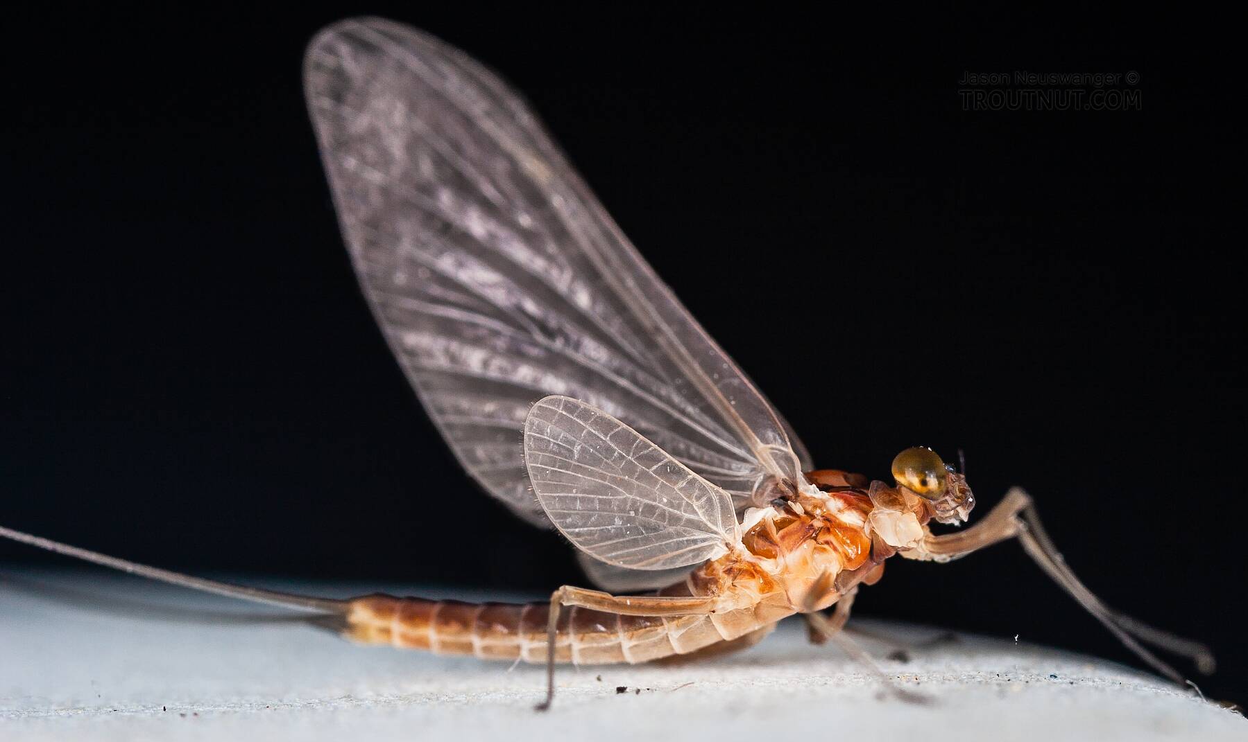 Mayfly Genus Cinygmula (Dark Red Quills)