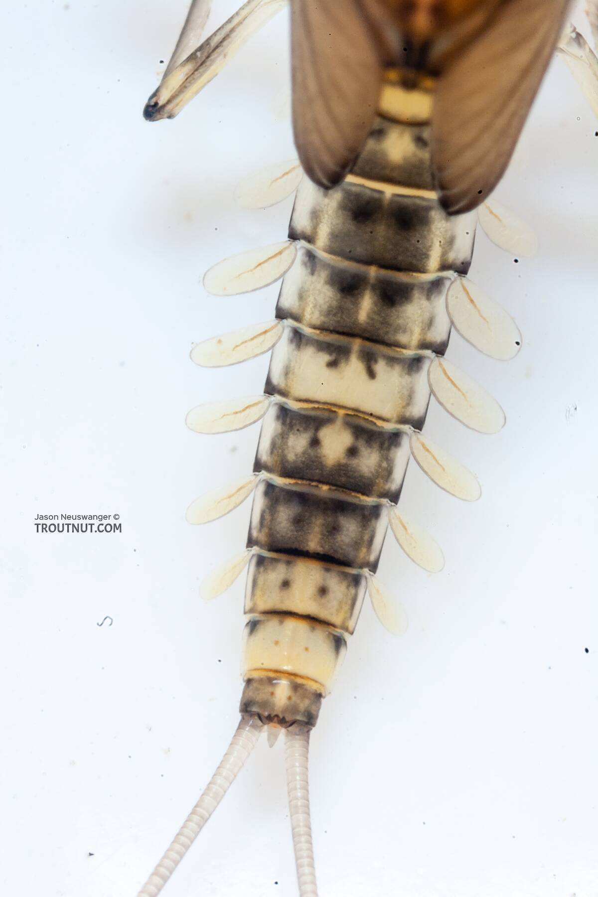 Male Baetis bicaudatus (BWO) Mayfly Nymph Pictures