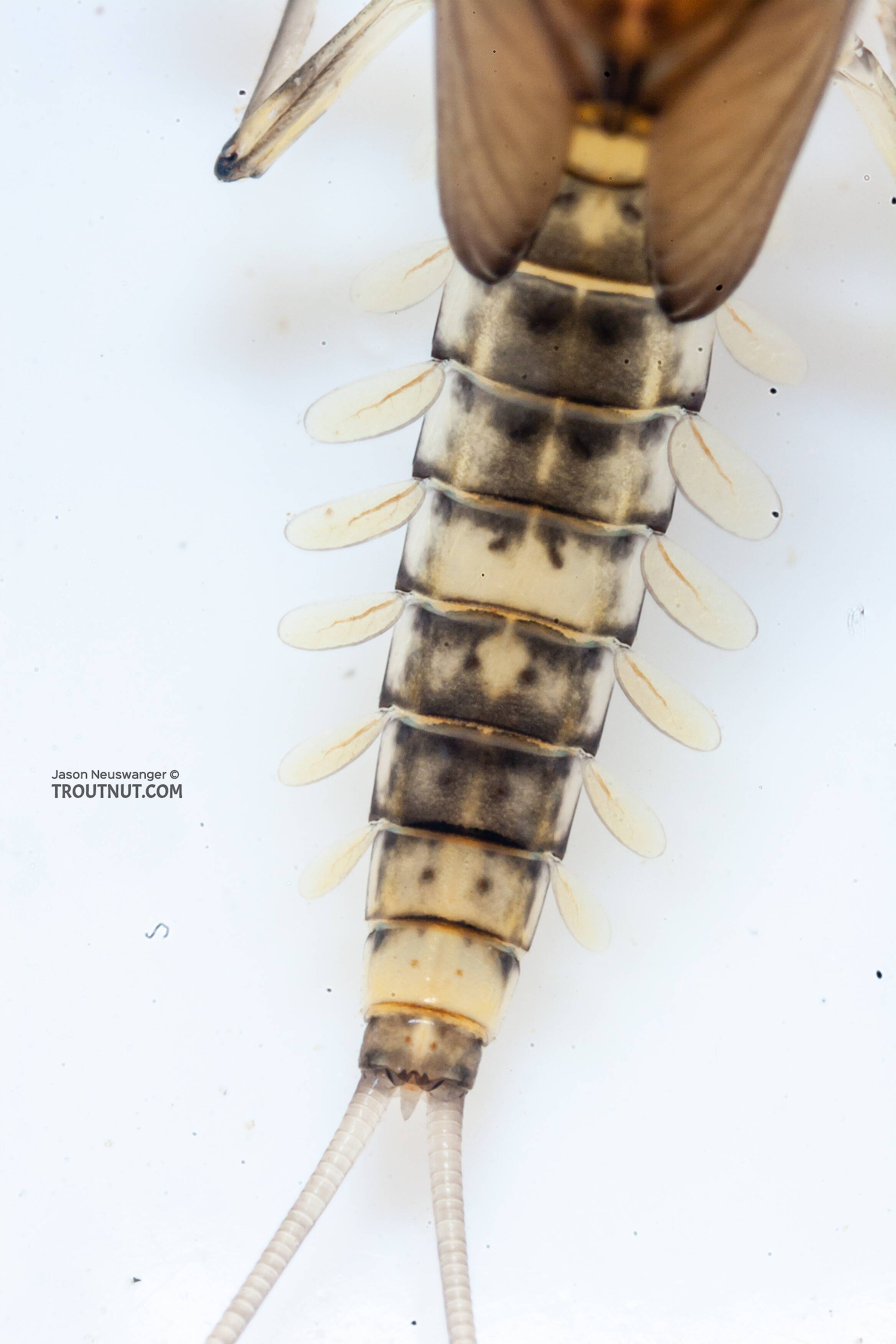 Male Baetis bicaudatus (BWO) Mayfly Nymph Pictures