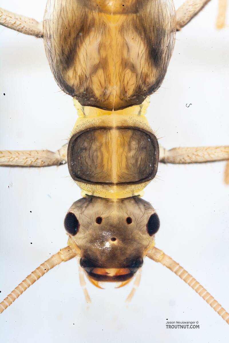 Suwallia (Sallfly) Stonefly Nymph Pictures