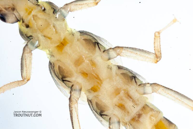 Suwallia (Sallfly) Stonefly Nymph Pictures