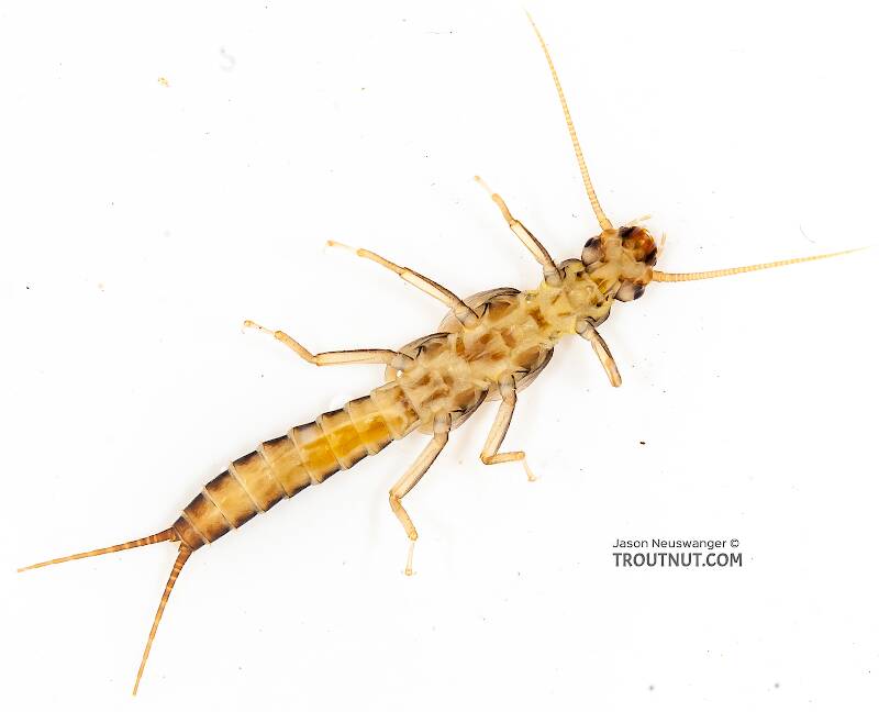 Suwallia (Sallfly) Stonefly Nymph Pictures