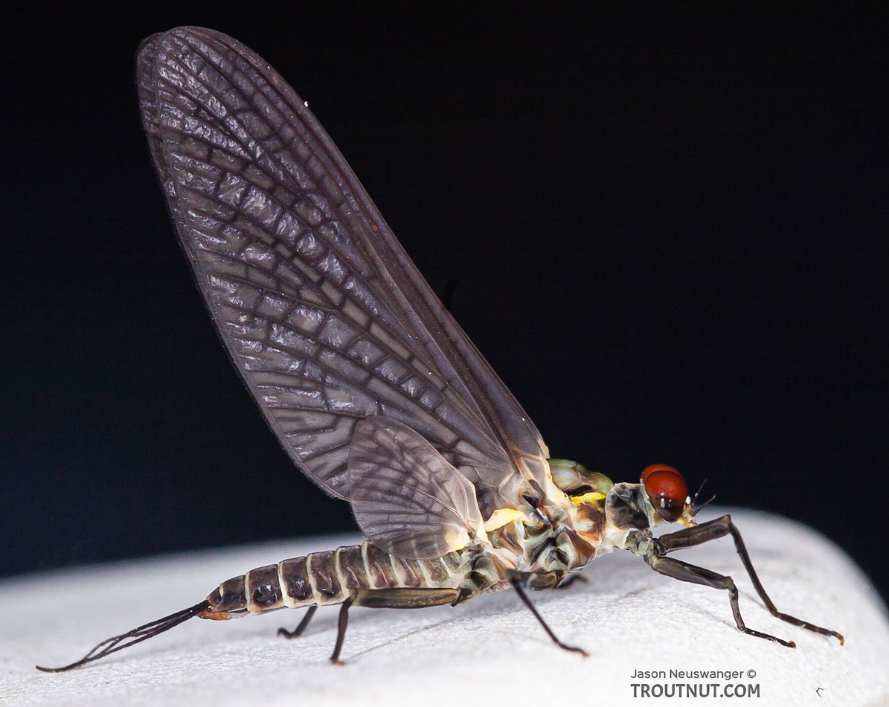 Mayfly Encyclopedia: 4900+ photos, life cycles, & fly fishing hatches
