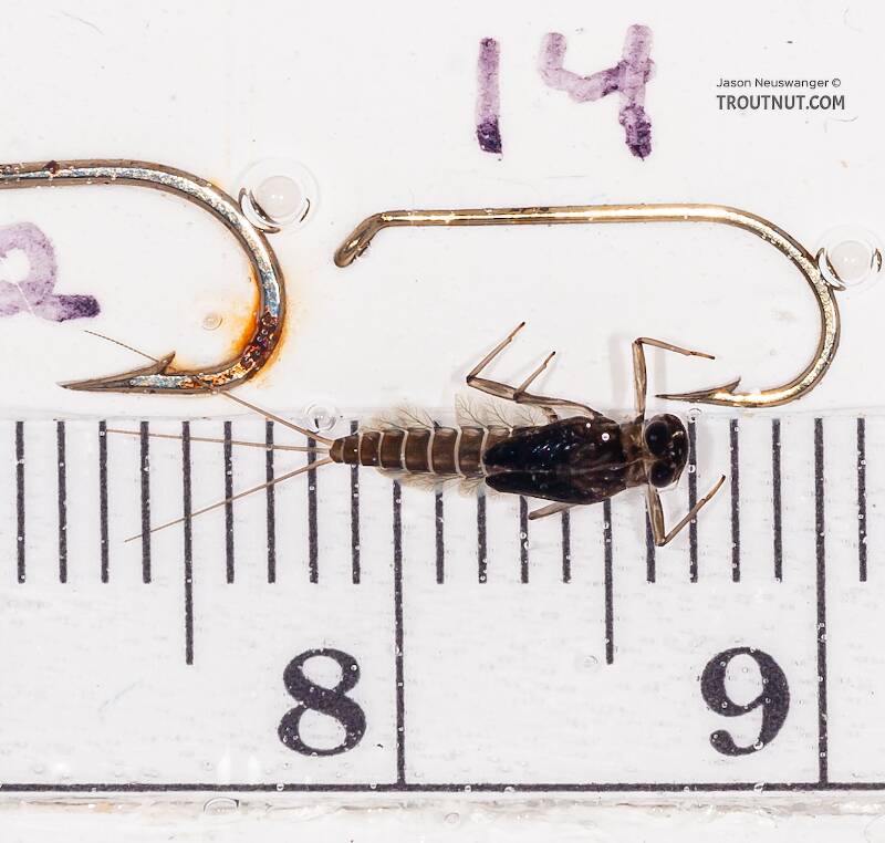 Cinygmula (Dark Red Quill) Mayfly Nymph Pictures