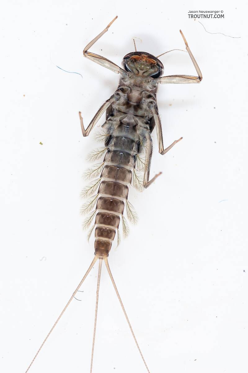 Cinygmula (Dark Red Quill) Mayfly Nymph Pictures