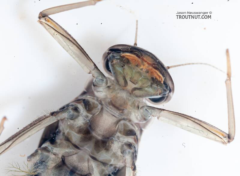 Cinygmula (Dark Red Quill) Mayfly Nymph Pictures