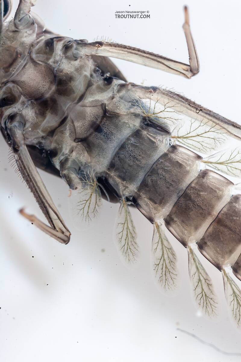 Cinygmula (Dark Red Quill) Mayfly Nymph Pictures