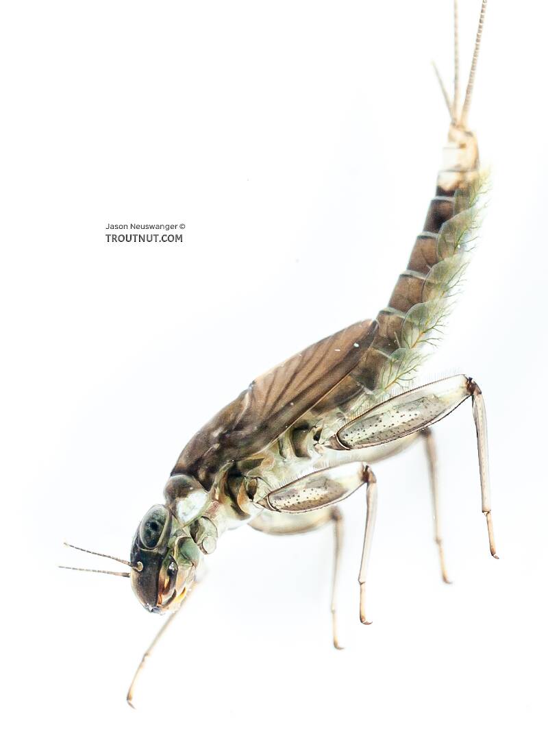 Cinygmula (Dark Red Quill) Mayfly Nymph Pictures