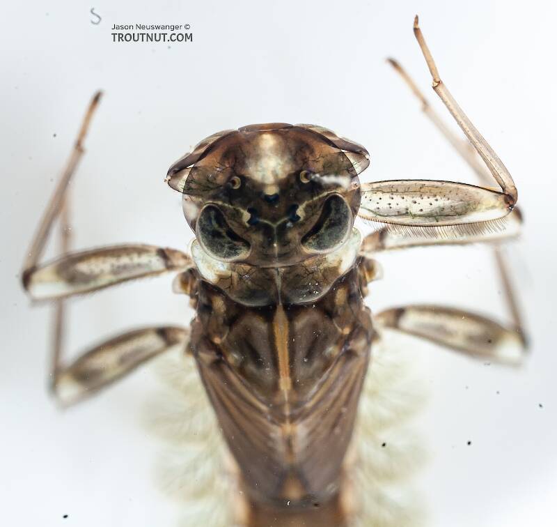 Cinygmula (Dark Red Quill) Mayfly Nymph Pictures