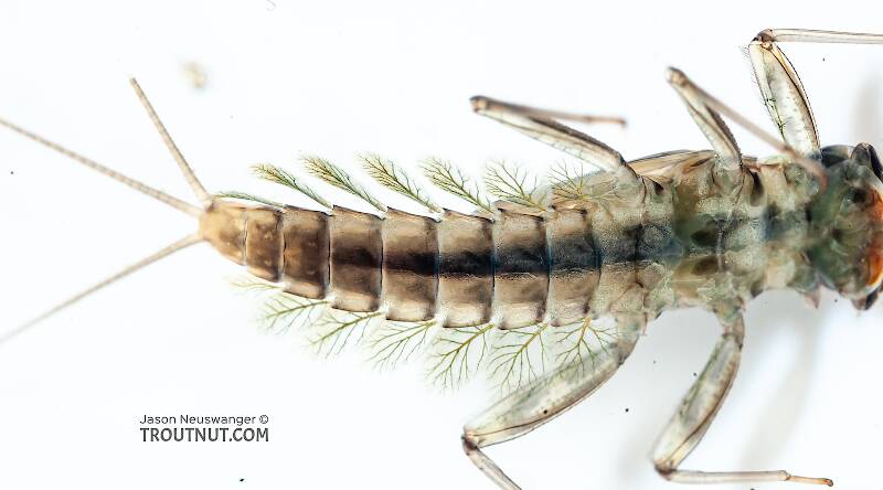 Cinygmula (Dark Red Quill) Mayfly Nymph Pictures