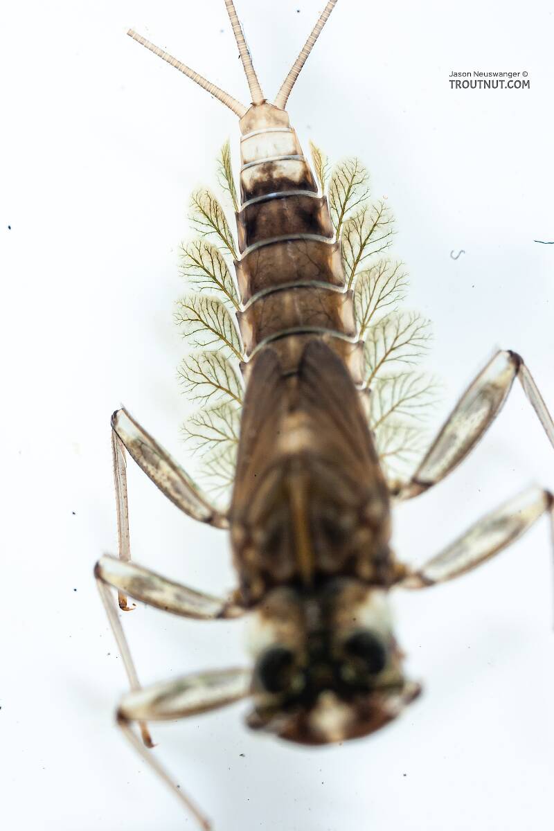 Cinygmula (Dark Red Quill) Mayfly Nymph Pictures