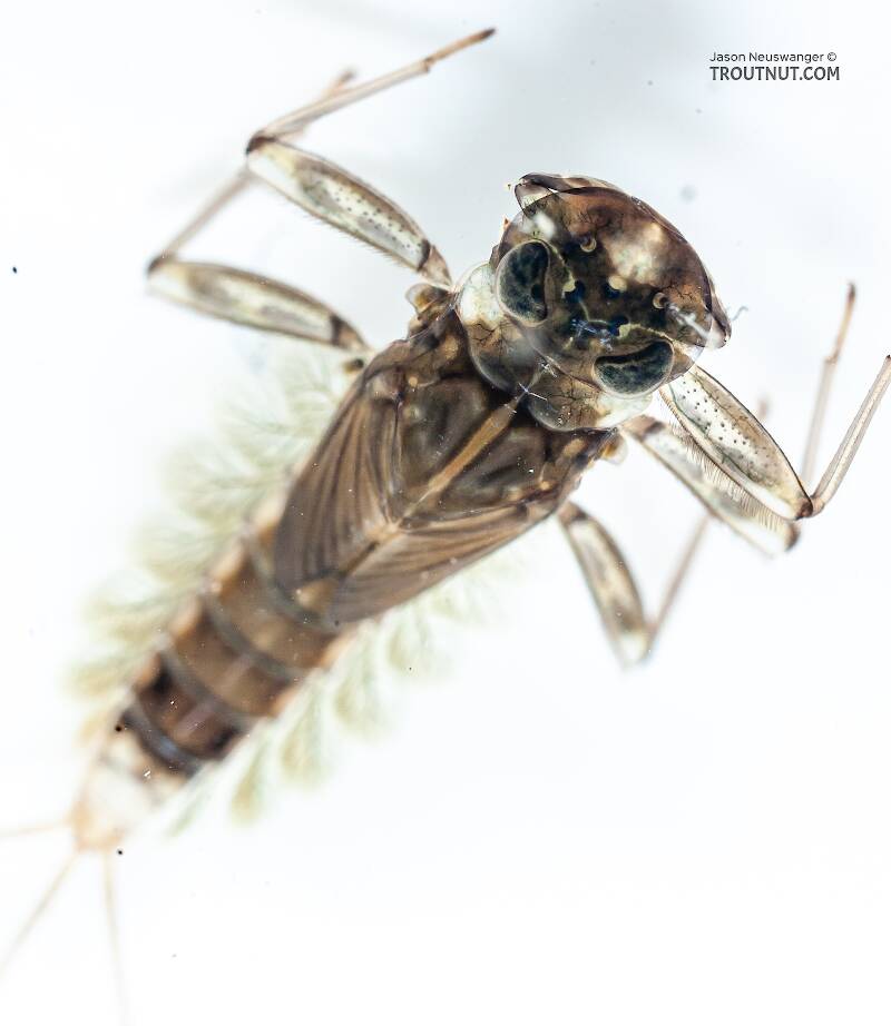 Cinygmula (Dark Red Quill) Mayfly Nymph Pictures