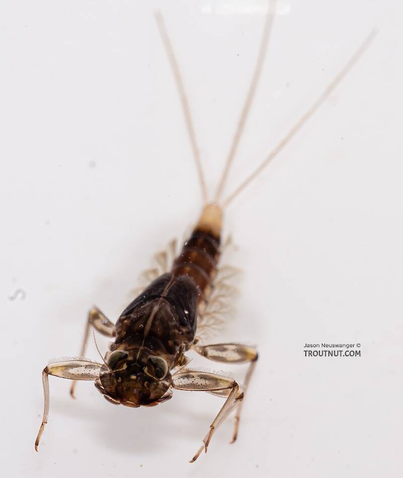 Cinygmula (Dark Red Quill) Mayfly Nymph Pictures