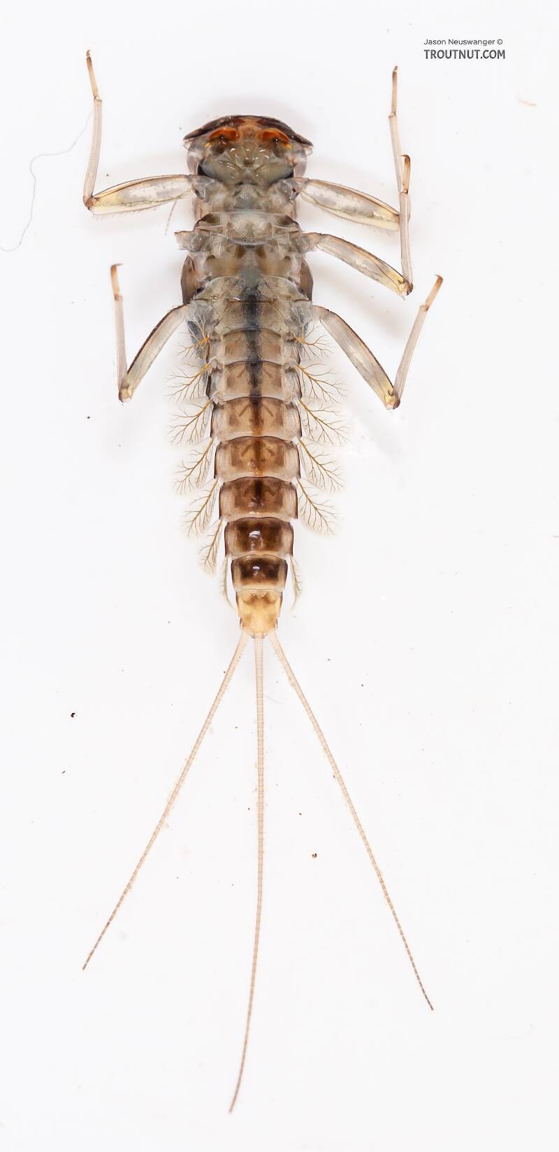 Cinygmula (Dark Red Quill) Mayfly Nymph Pictures
