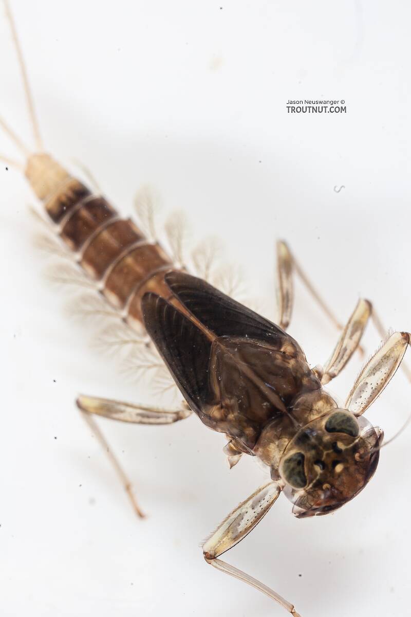 Cinygmula (Dark Red Quill) Mayfly Nymph Pictures
